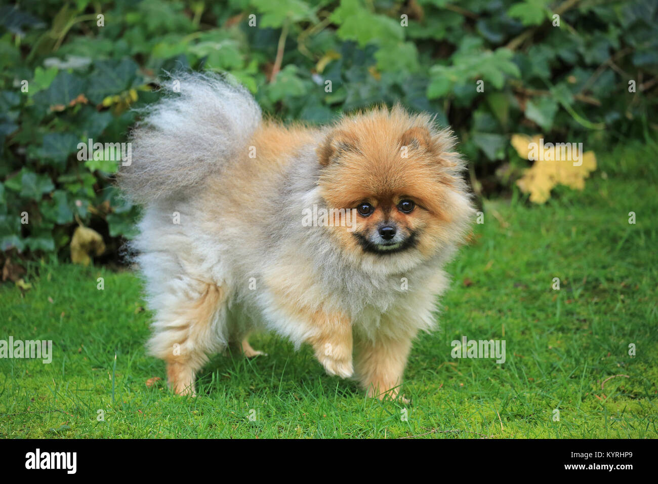 Adult pomeranian hi-res stock photography and images - Alamy