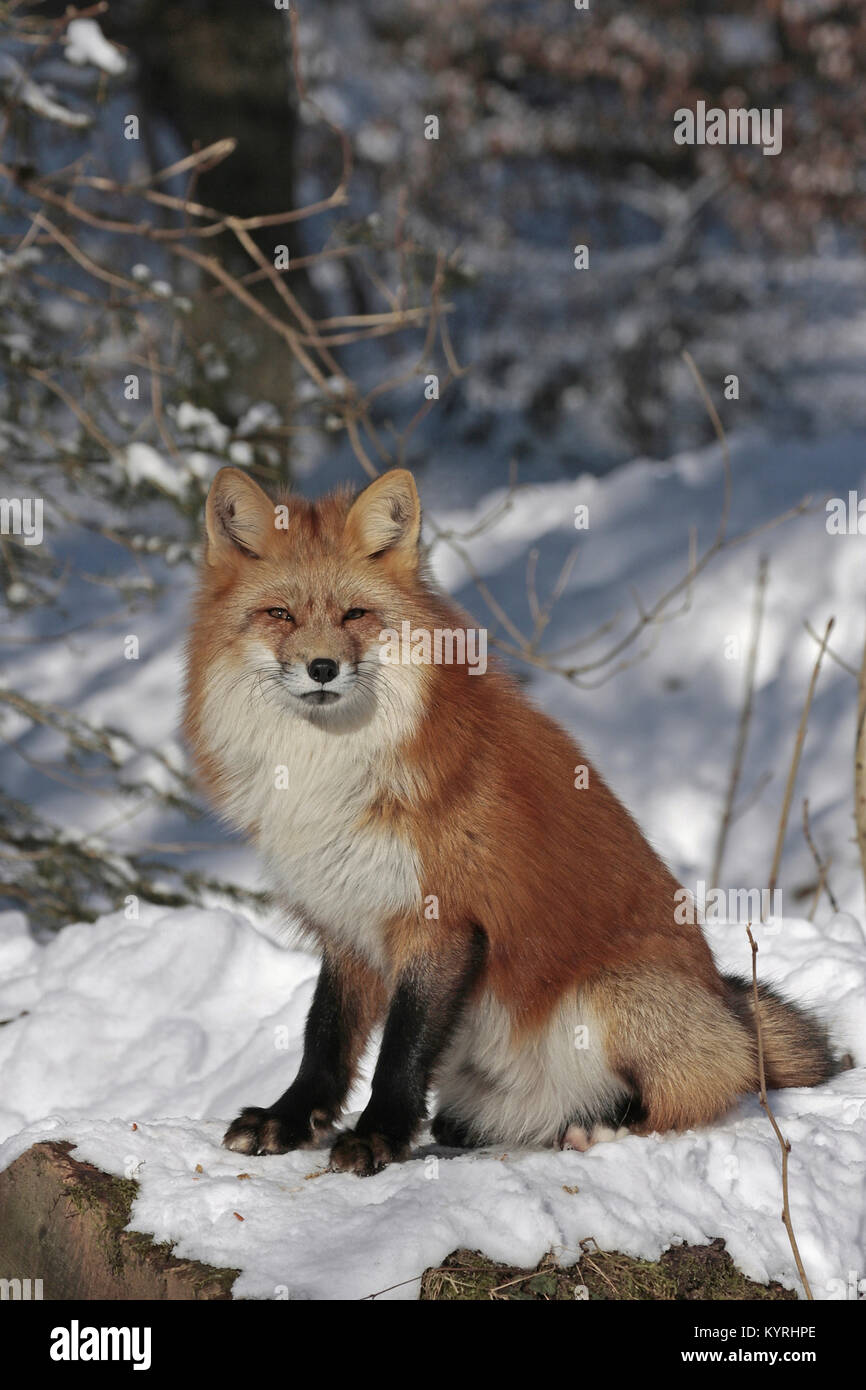 Adult red fox vulpes vulpes hi-res stock photography and images - Alamy