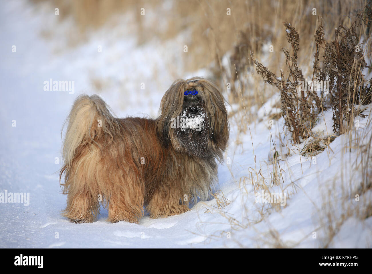 Lhasa Apso. Adult standing in snow. Germany Stock Photo - Alamy