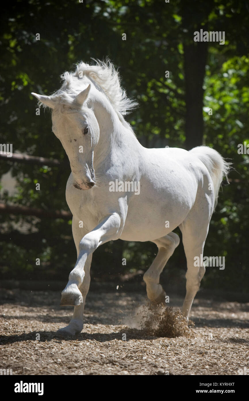 Lipizzan horse hi-res stock photography and images - Alamy