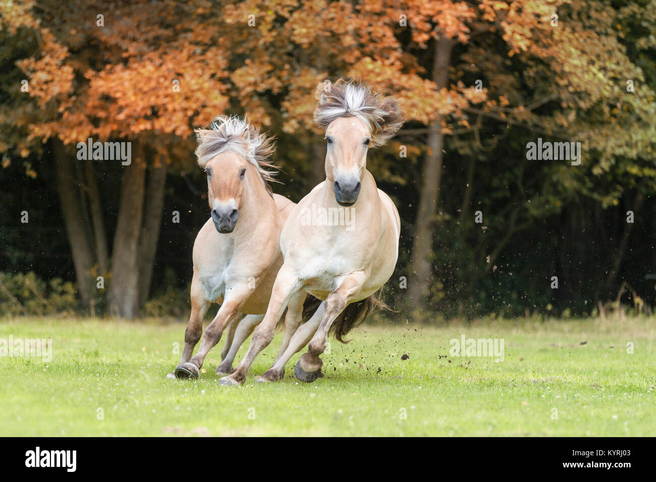Norwegian Fjord Horse. Two adults galloping on a pasture. Germany Stock ...