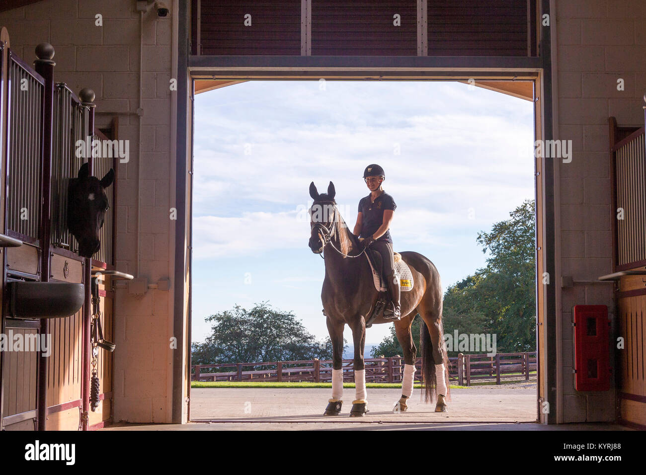 Hanoverian Horse. Woman with bay mare standing at the entrance of a ...