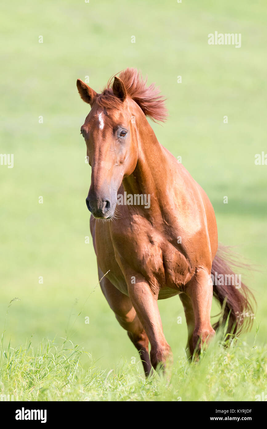 American quarter horse chestnut gelding hi-res stock photography and ...