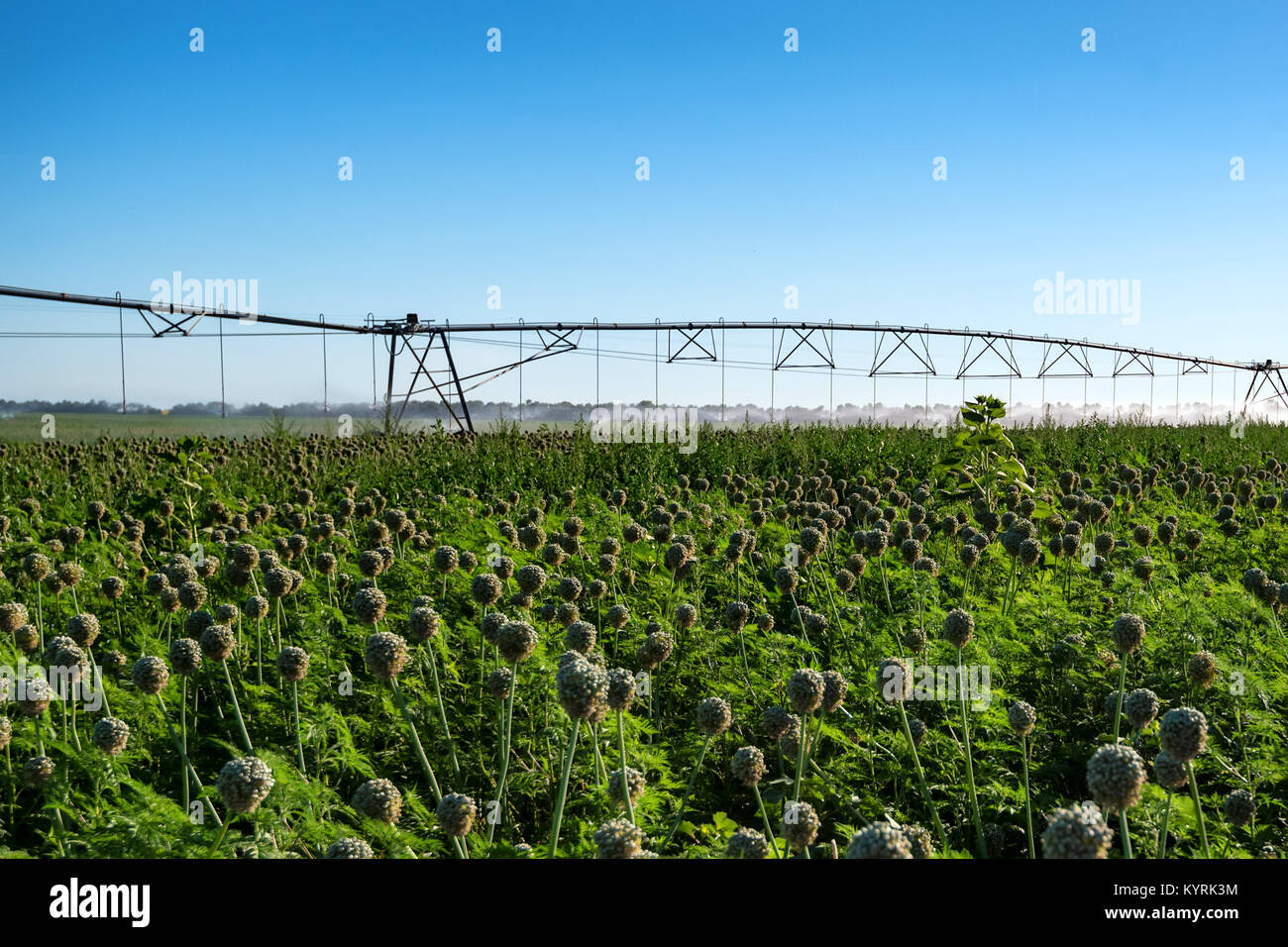 Drip irrigation system in field Stock Photo - Alamy