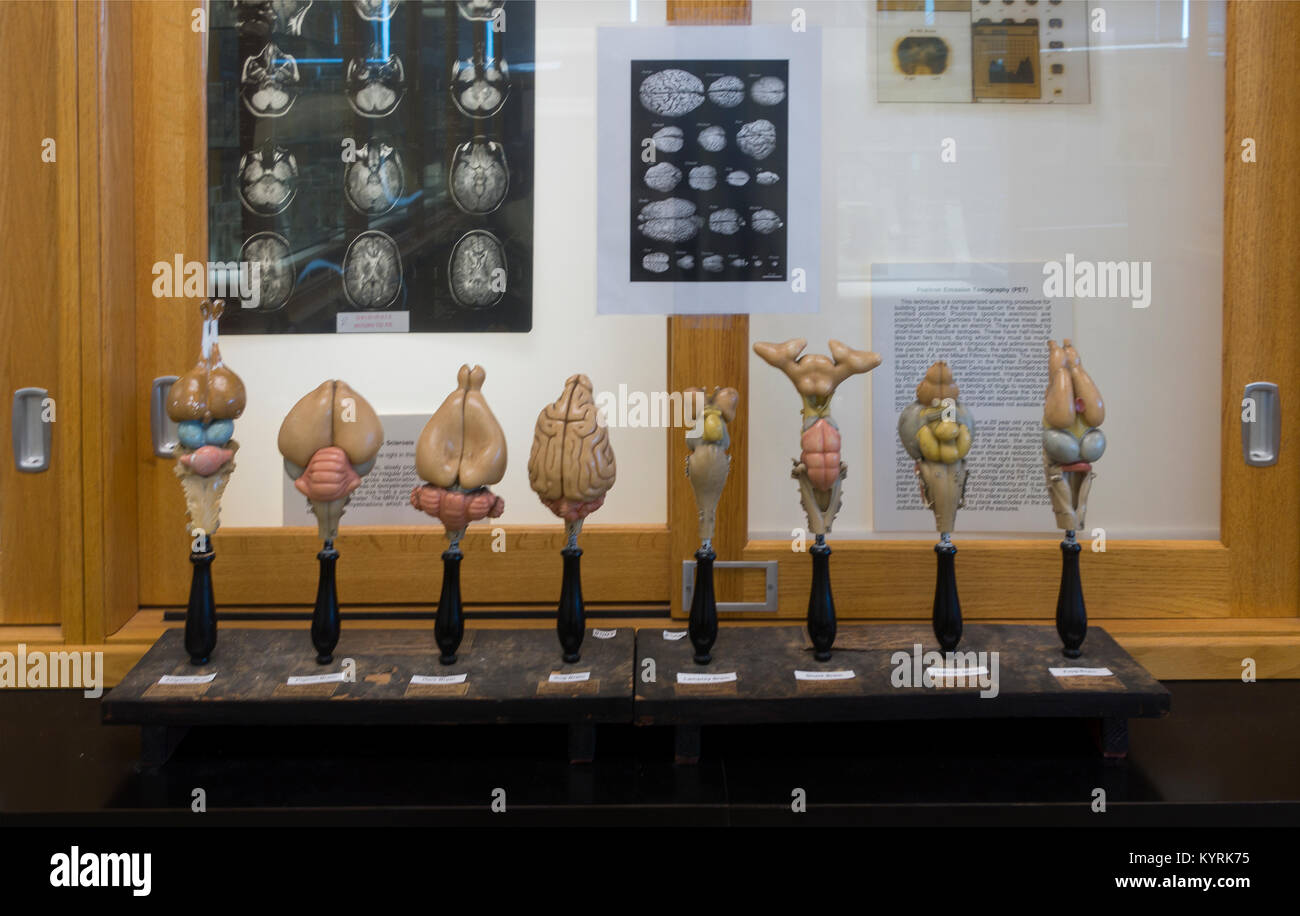 Buffalo brains hi-res stock photography and images - Alamy