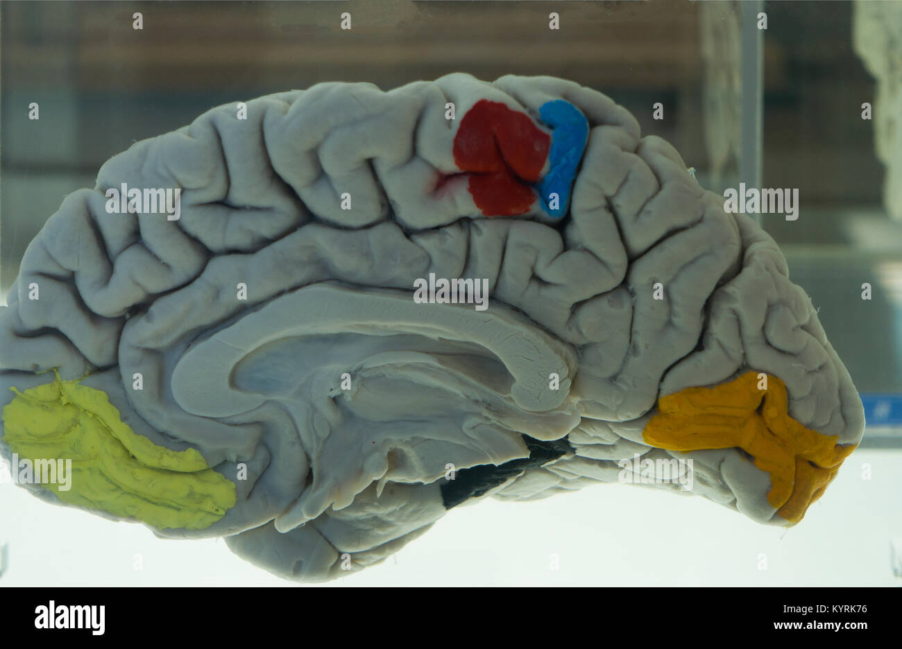 Brain museum university at Buffalo NY Stock Photo - Alamy