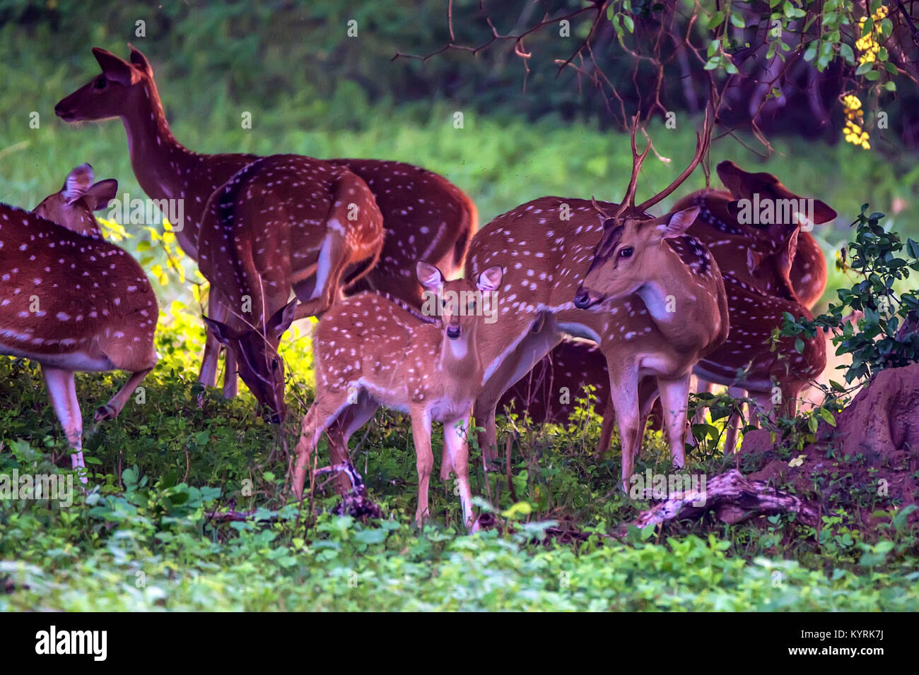 Male spotted deer crossing hi-res stock photography and images - Alamy