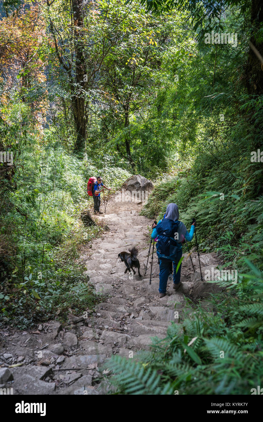 tourists on the ABC trek, Annapurna Base Camp in Nepal, Asia Stock ...