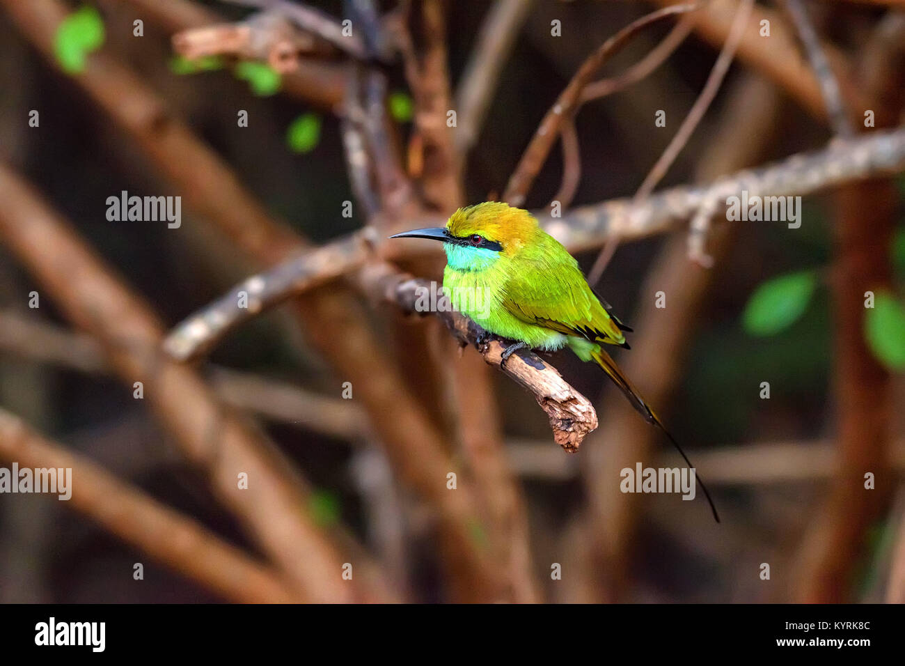 Green bee-eater or Merops orientalis Stock Photo - Alamy