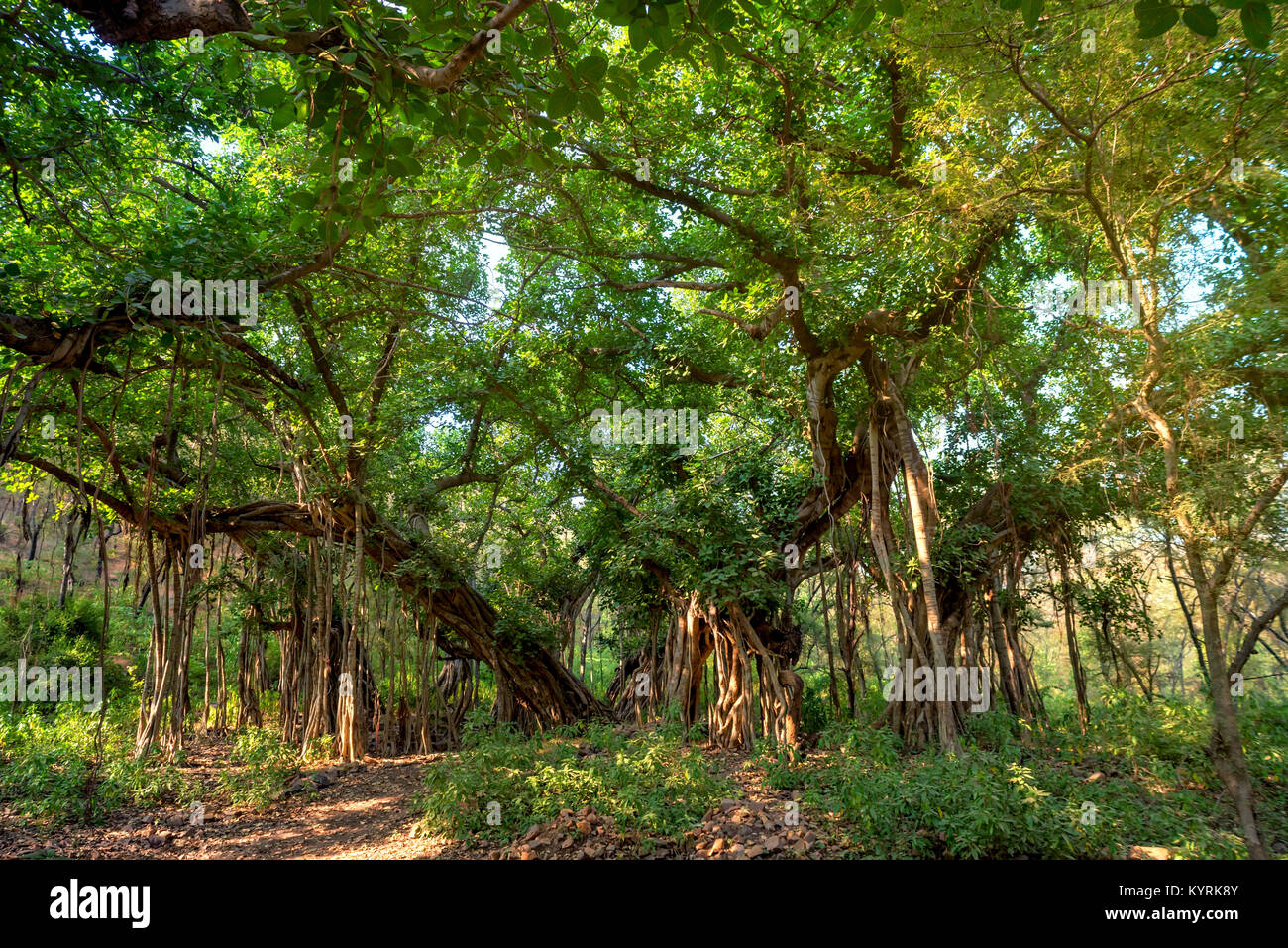 Scenic view of jungle with Indian banyan Stock Photo - Alamy