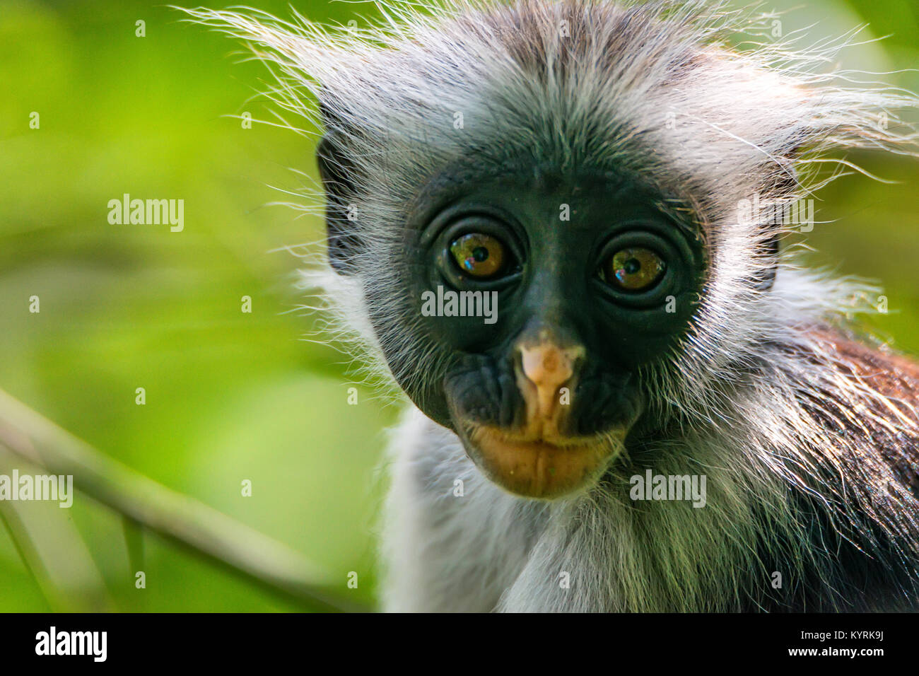 Close up colobus hi-res stock photography and images - Alamy