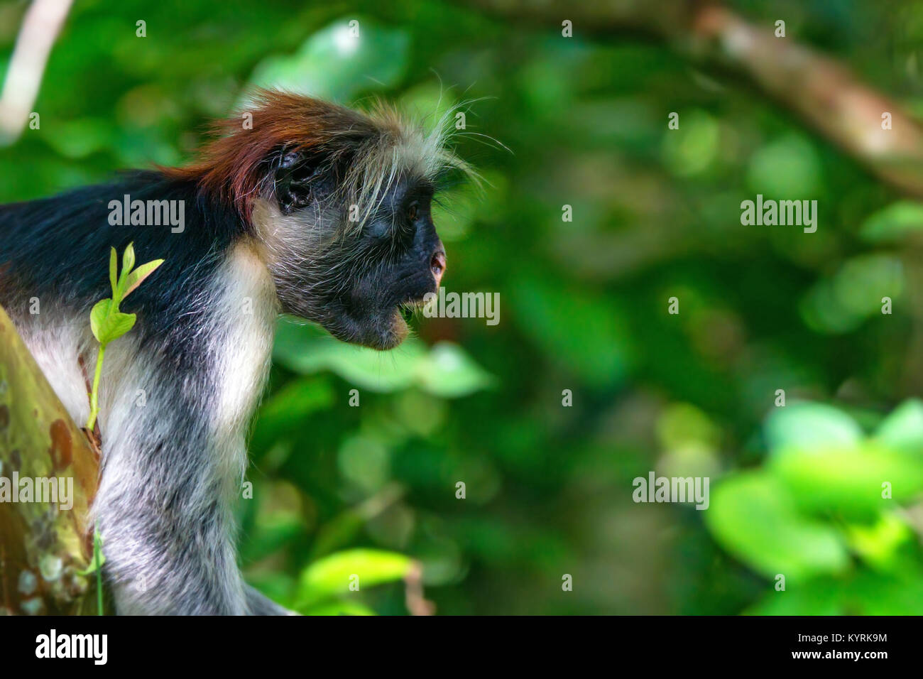 Zanzibar red colobus or Procolobus kirkii Stock Photo - Alamy