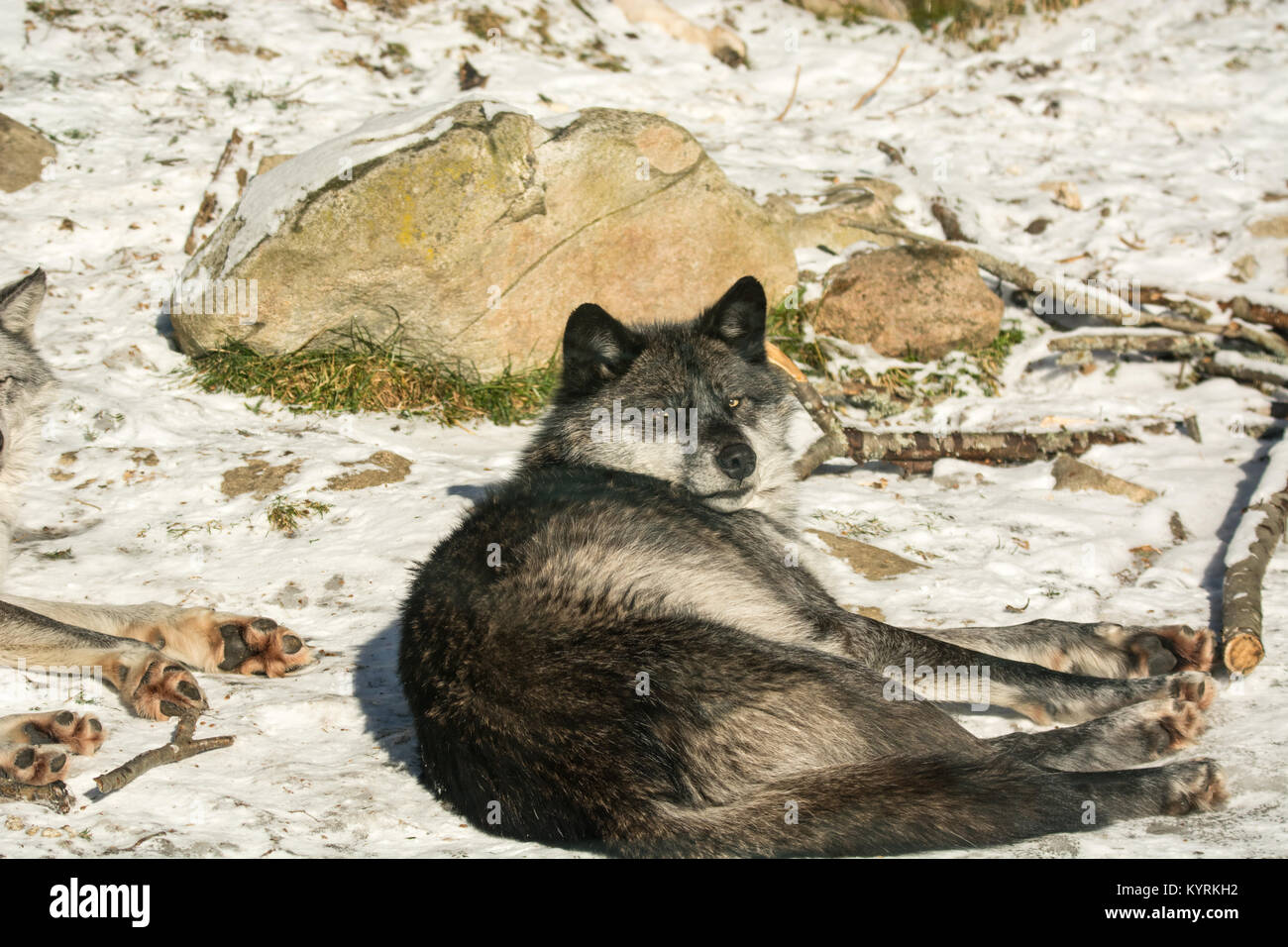 Wolves At The Haliburton Wolf Center Stock Photo - Alamy