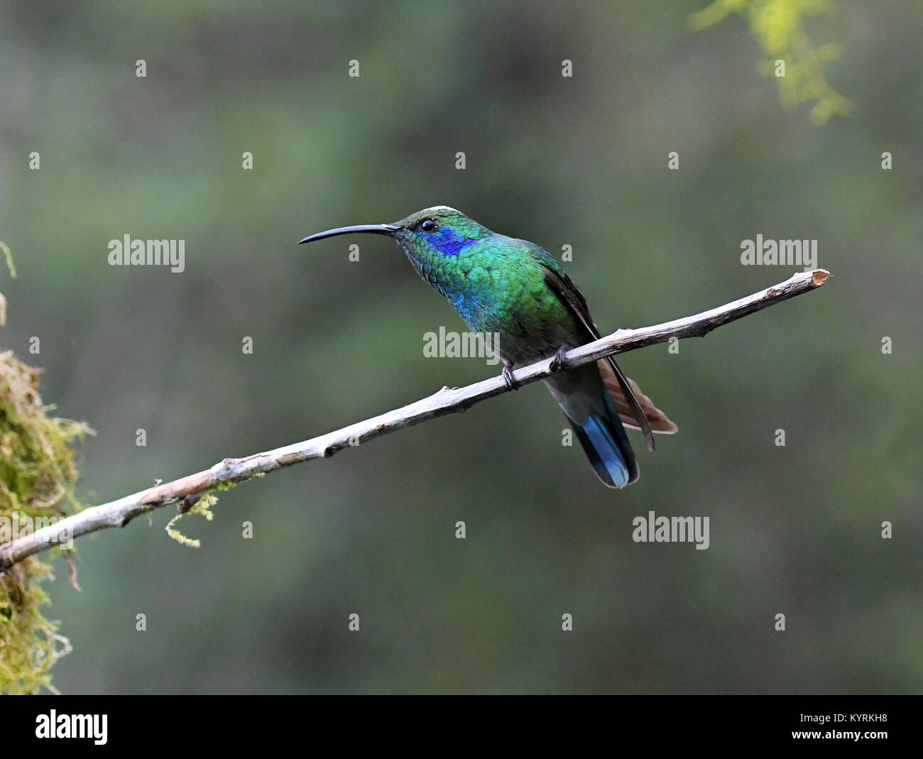 Apodiformes hi-res stock photography and images - Alamy