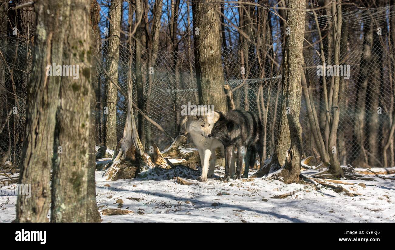 Wolves At The Haliburton Wolf Center Stock Photo - Alamy