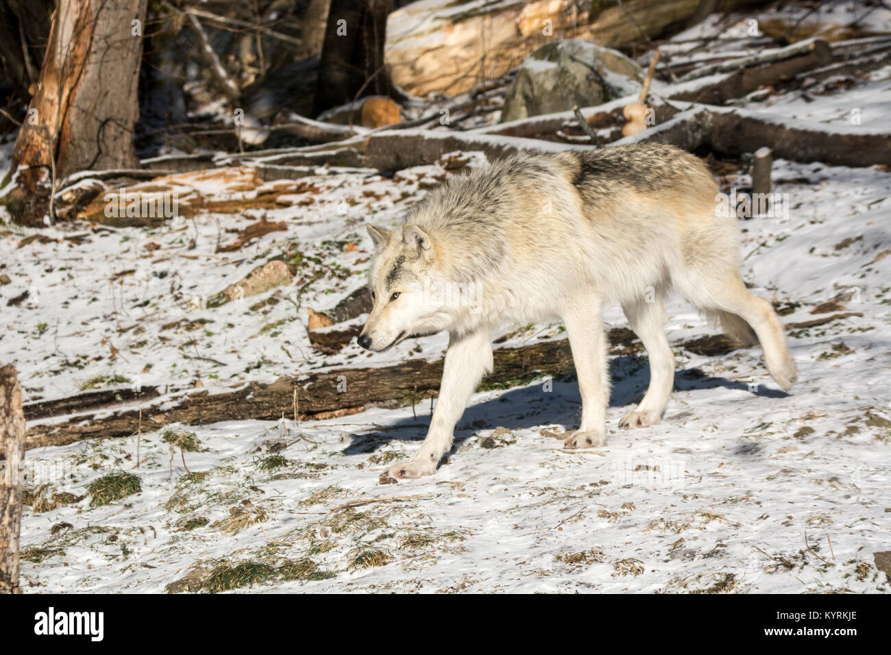 Haliburton forest hi-res stock photography and images - Alamy