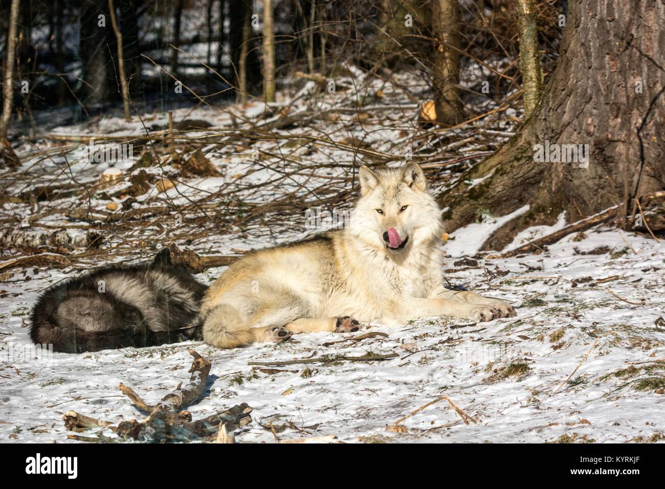 Wolves At The Haliburton Wolf Center Stock Photo - Alamy