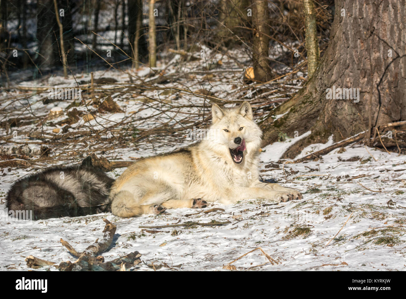 Wolves At The Haliburton Wolf Center Stock Photo - Alamy