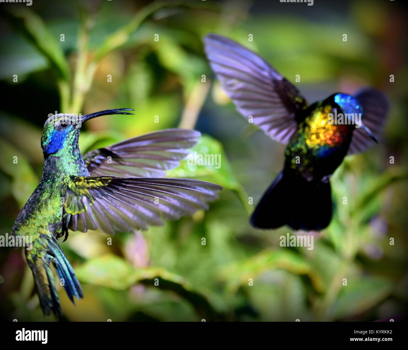 Green violet-ear (Colibri thalassinus) hummingbird defends territory ...