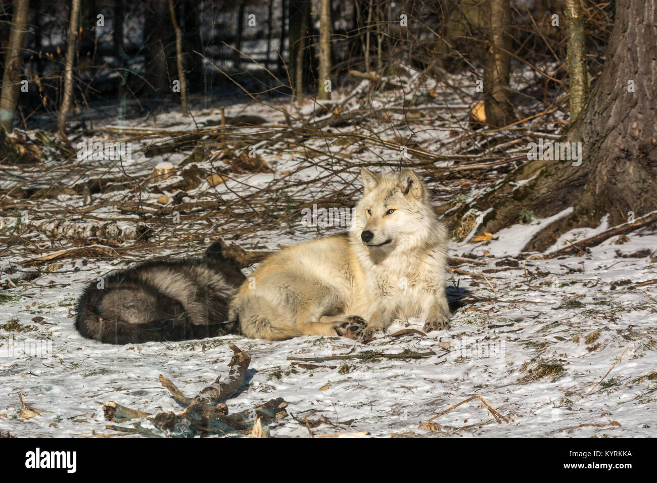 Wolves At The Haliburton Wolf Center Stock Photo - Alamy