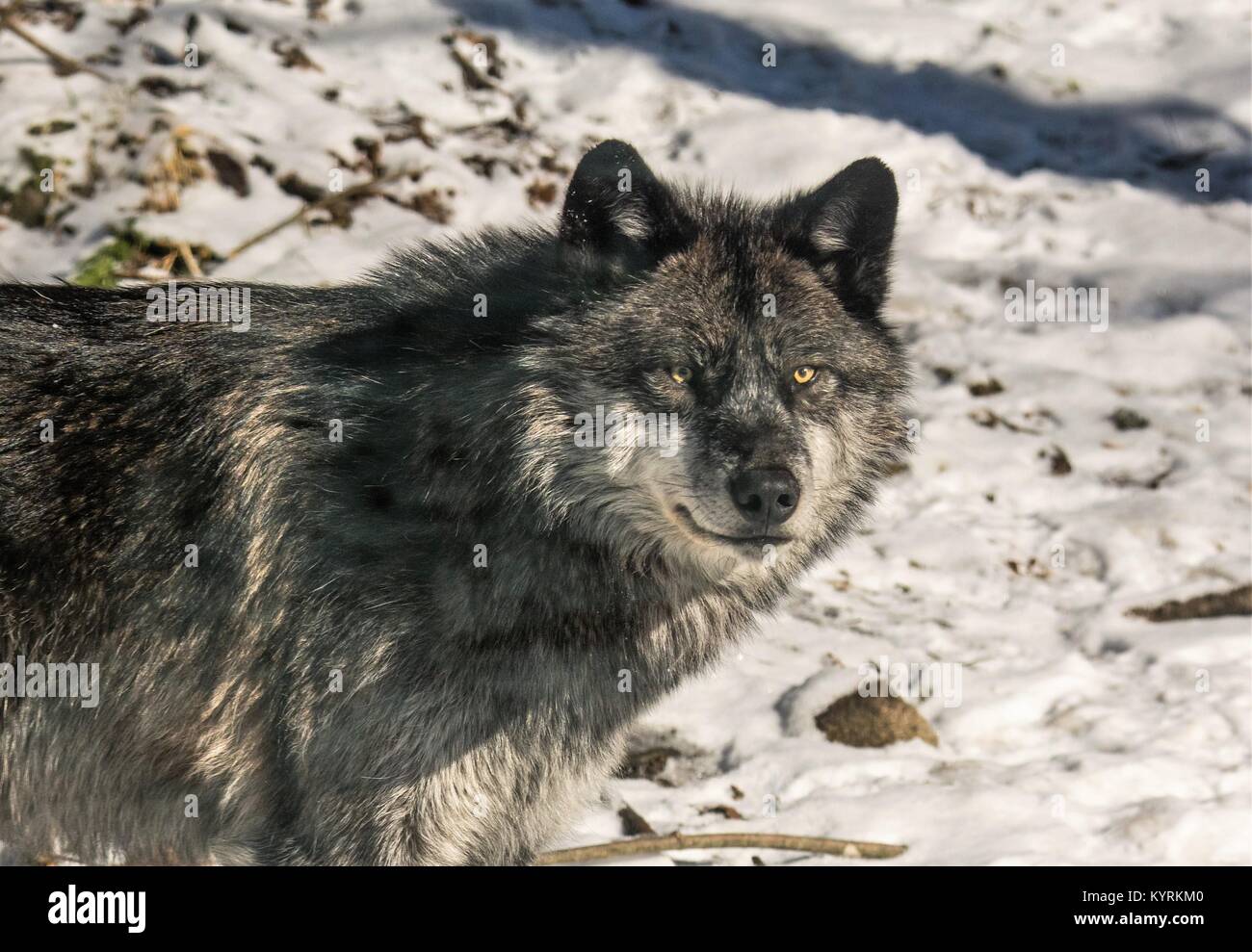 Wolves At The Haliburton Wolf Center Stock Photo - Alamy