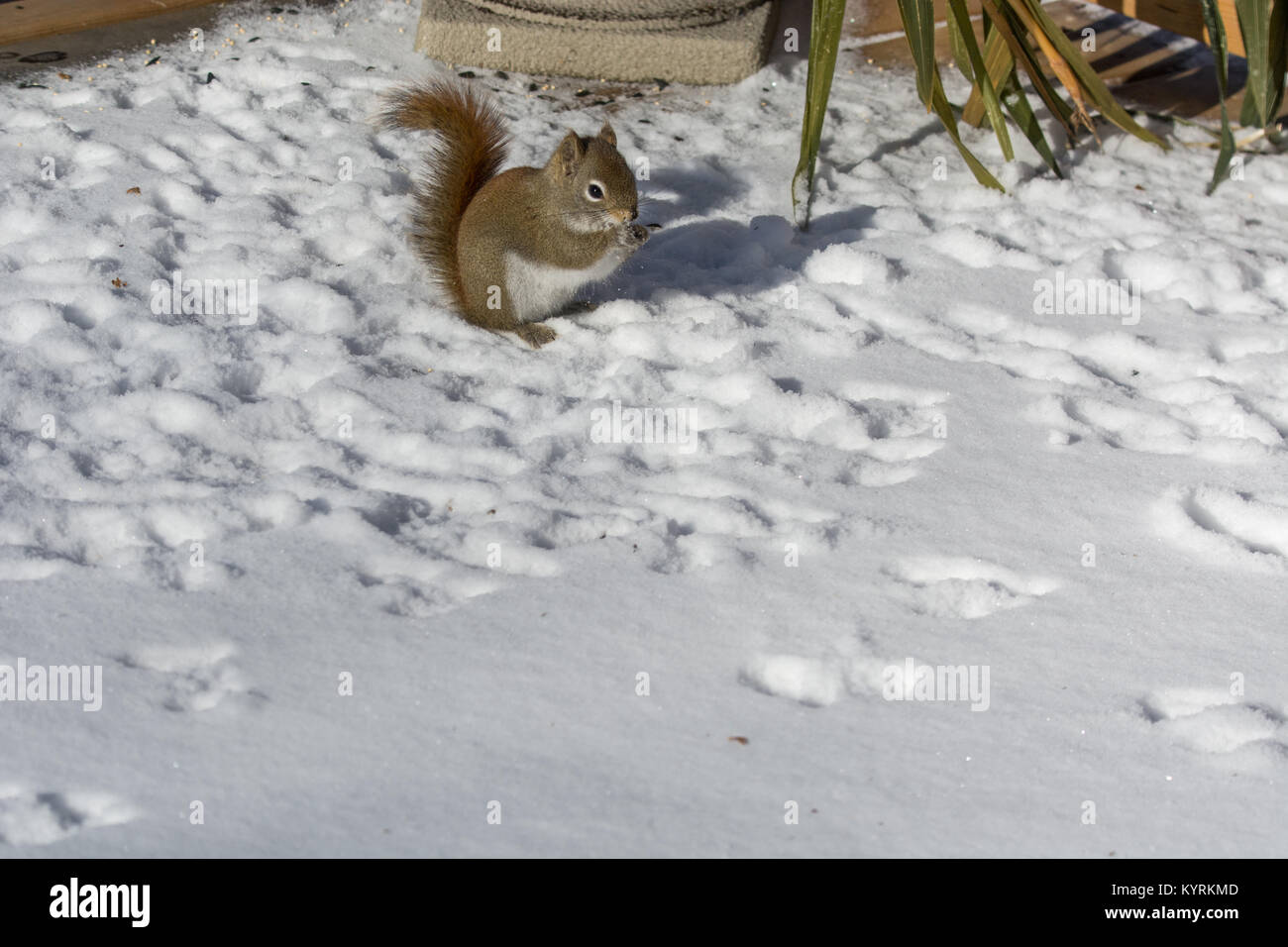 Winter red squirrel hi-res stock photography and images - Alamy