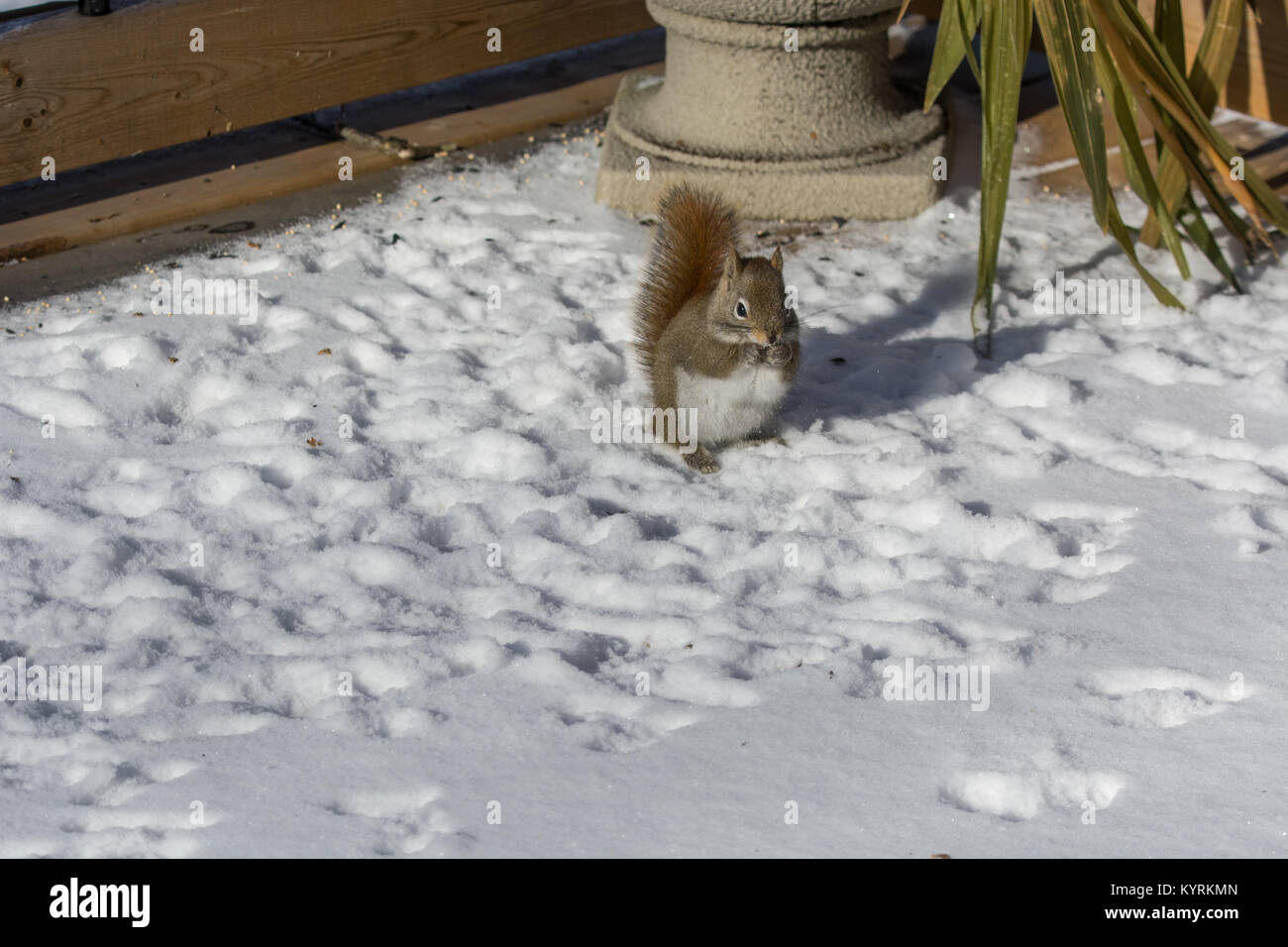 Winter red squirrel hi-res stock photography and images - Alamy