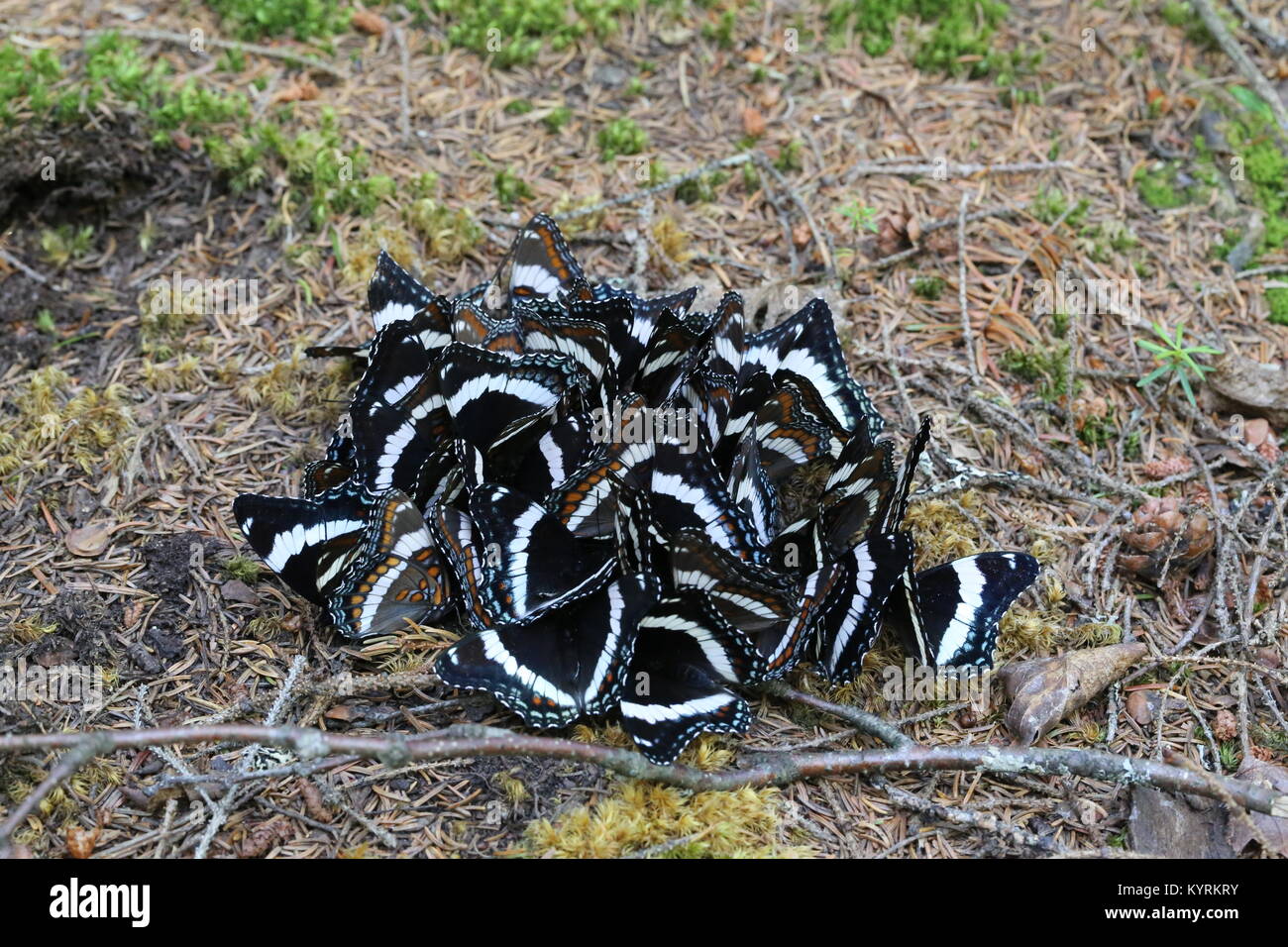 Colony of butterflies hi-res stock photography and images - Alamy
