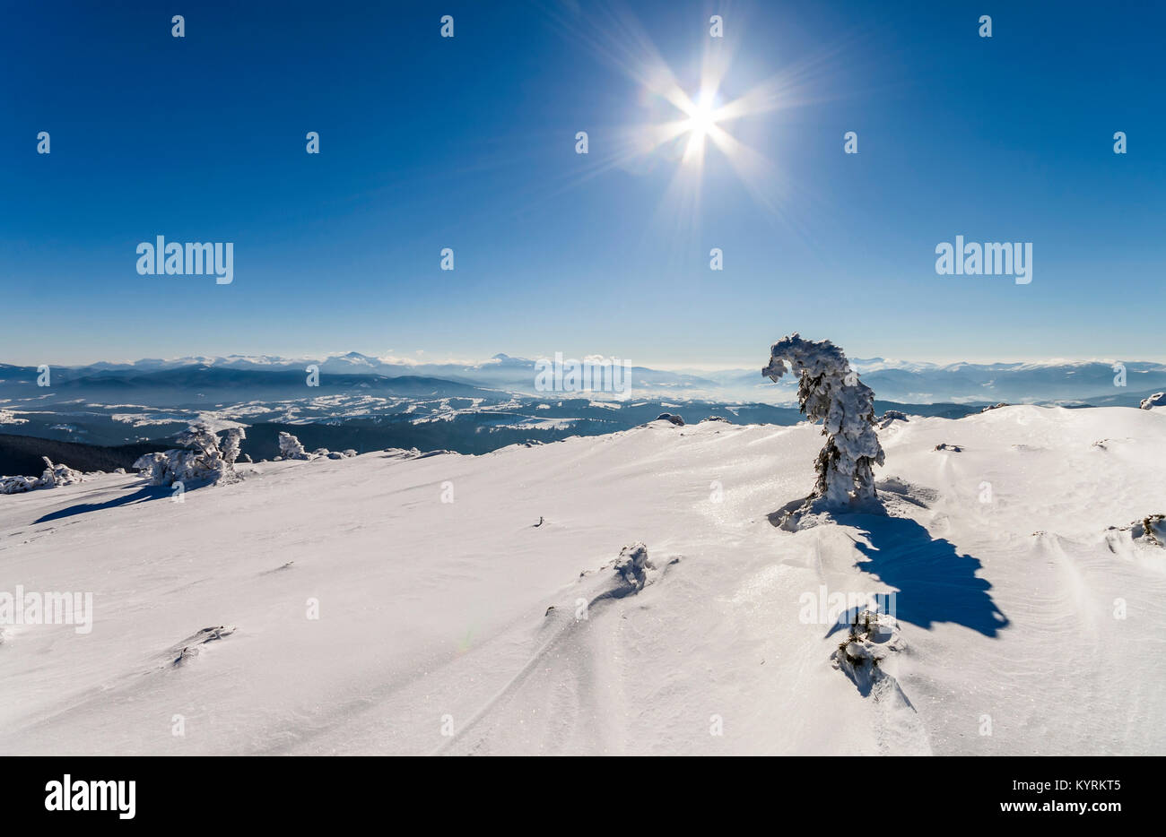 Snow covered bent little pine tree in winter mountains. Arctic ...