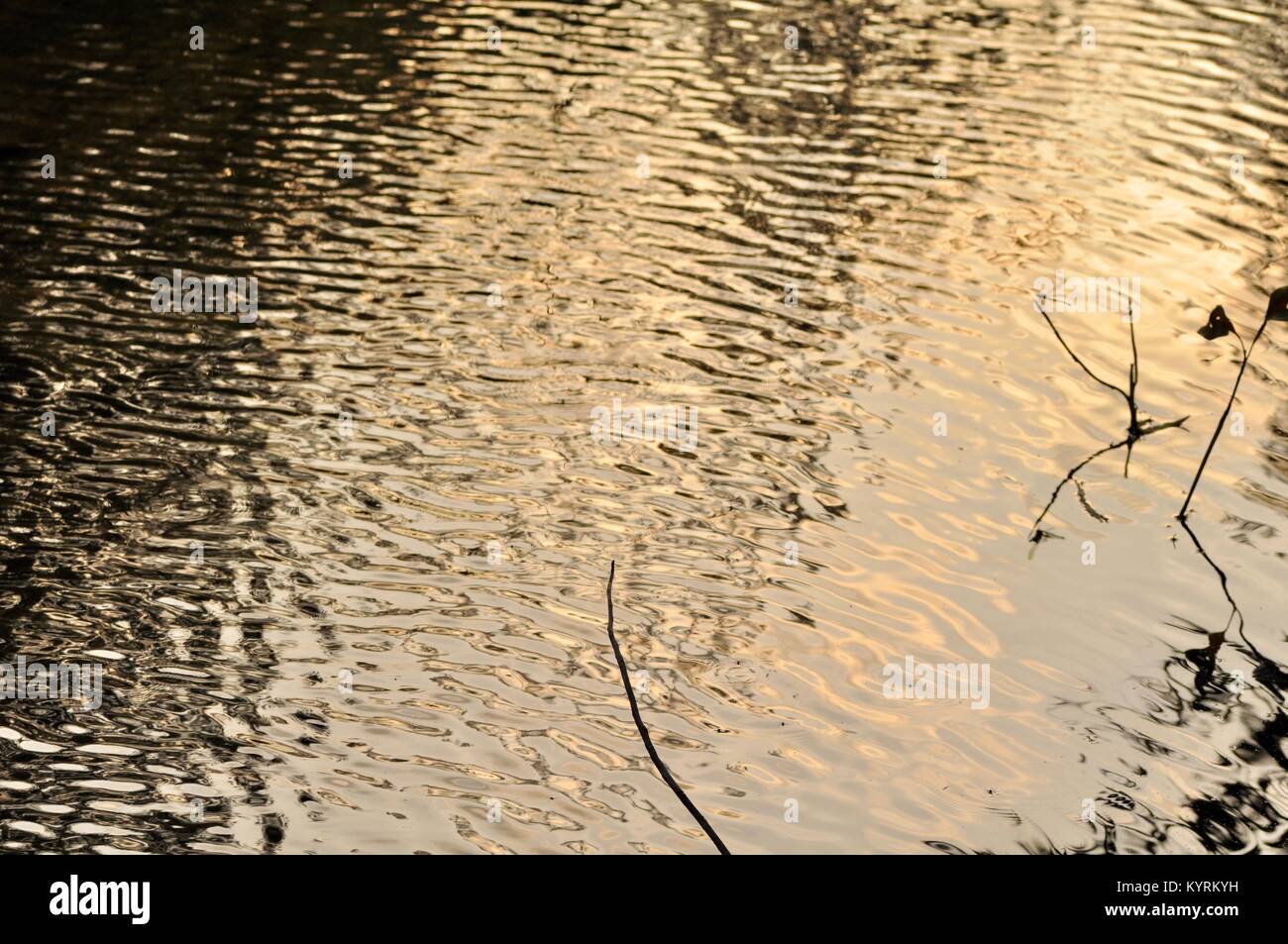Ripples and reflections on a stream flowing through Finch Hatton Gorge ...