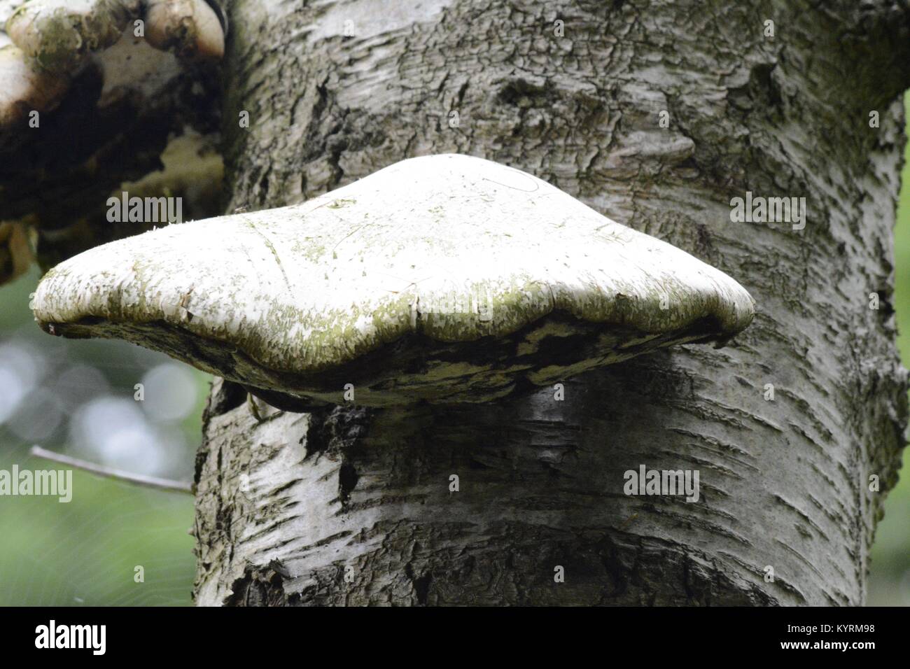 BEEF STEAK FUNGUS Stock Photo - Alamy
