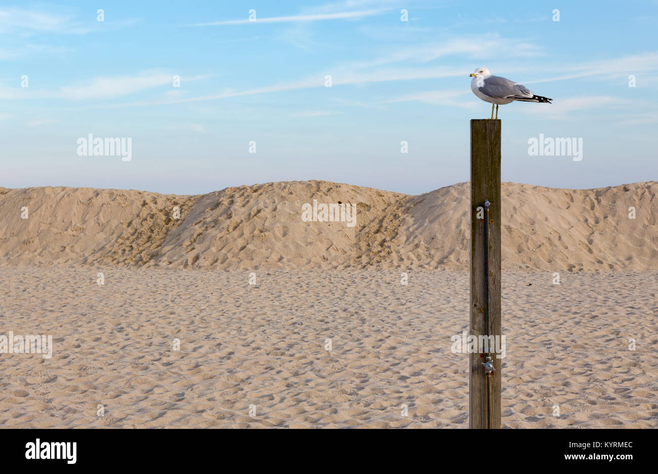 A seagull perched on a wooden post at a New Jersey beach Stock Photo ...