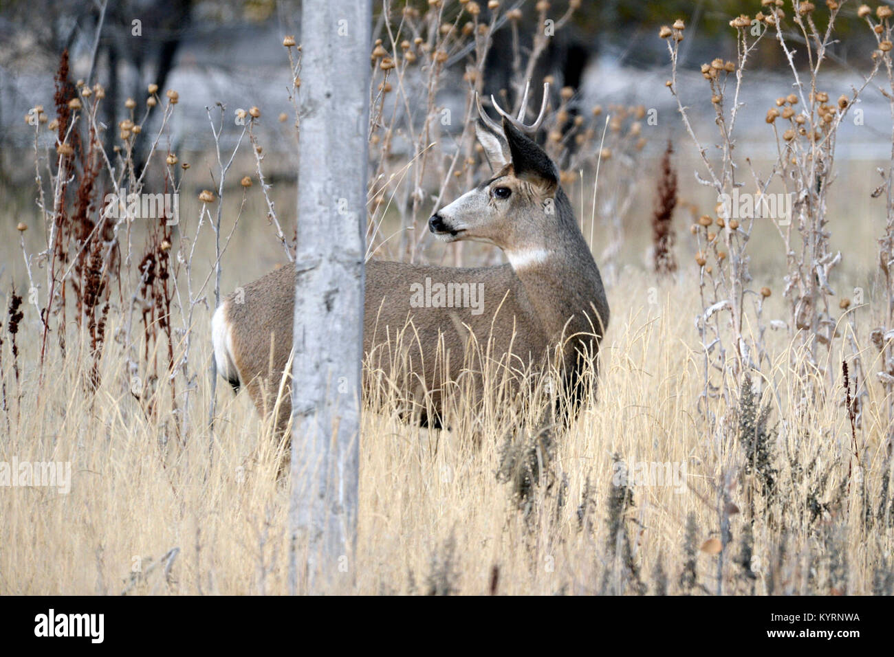 A mule deer buck scans his surrounding on Hill Air Force Base, Utah ...