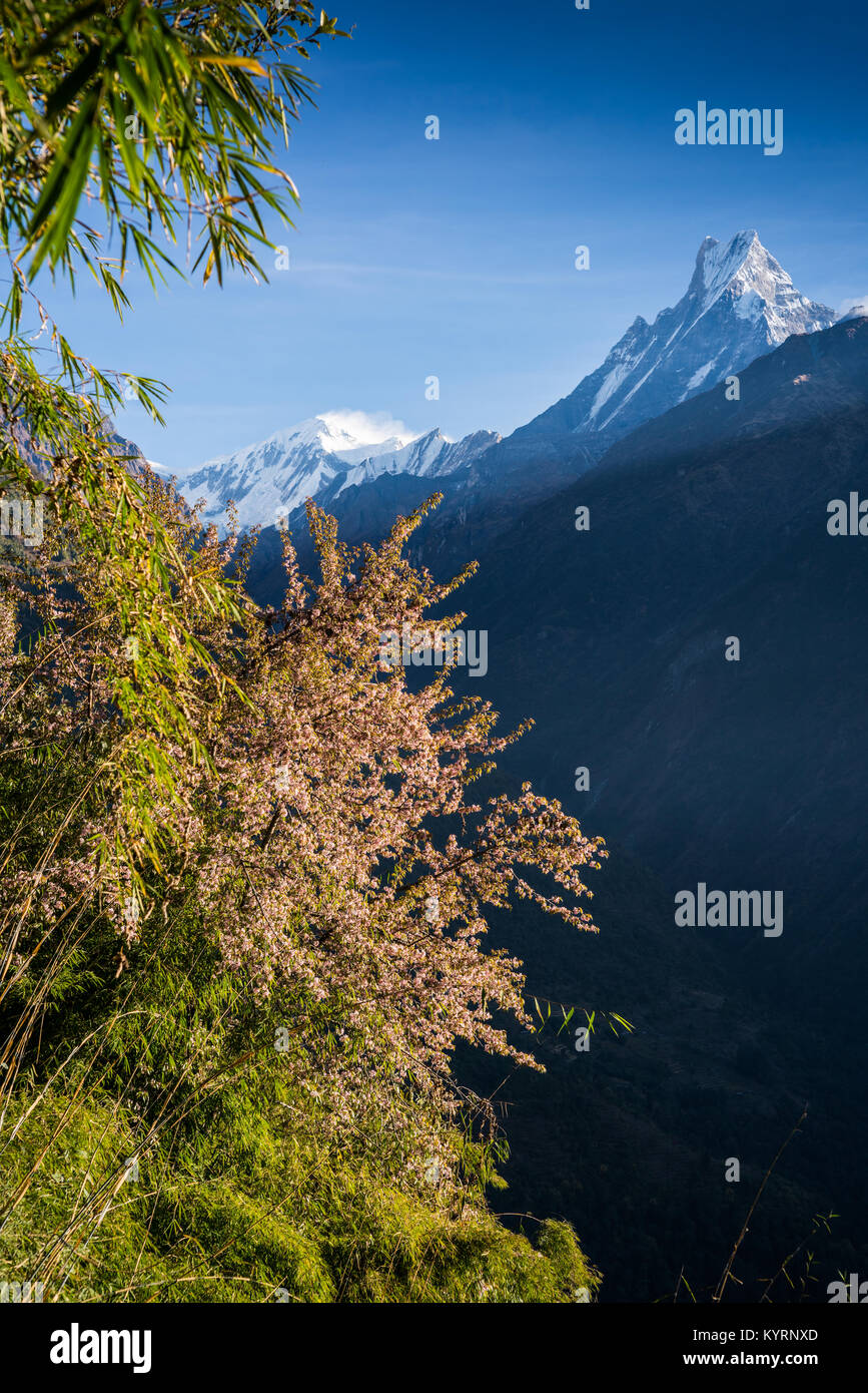 Mount machhapuchchhre fish tail hi-res stock photography and images - Alamy