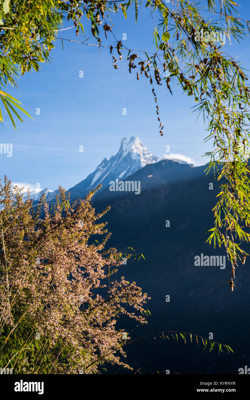 view to Mount Machhapuchchhre, Fish Tail, Nepal, Annapurna, Himalaya ...