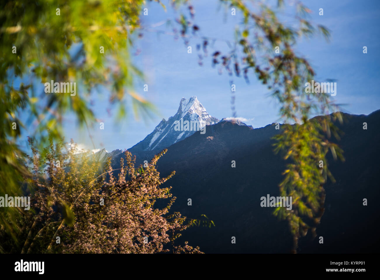 view to Mount Machhapuchchhre, Fish Tail, Nepal, Annapurna, Himalaya ...