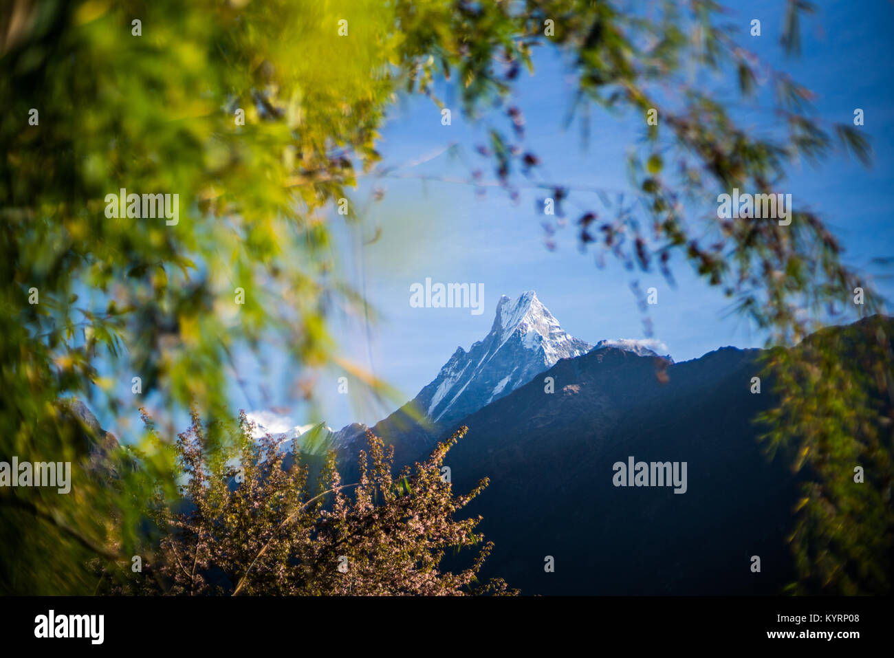 Mount machhapuchchhre fish tail hi-res stock photography and images - Alamy