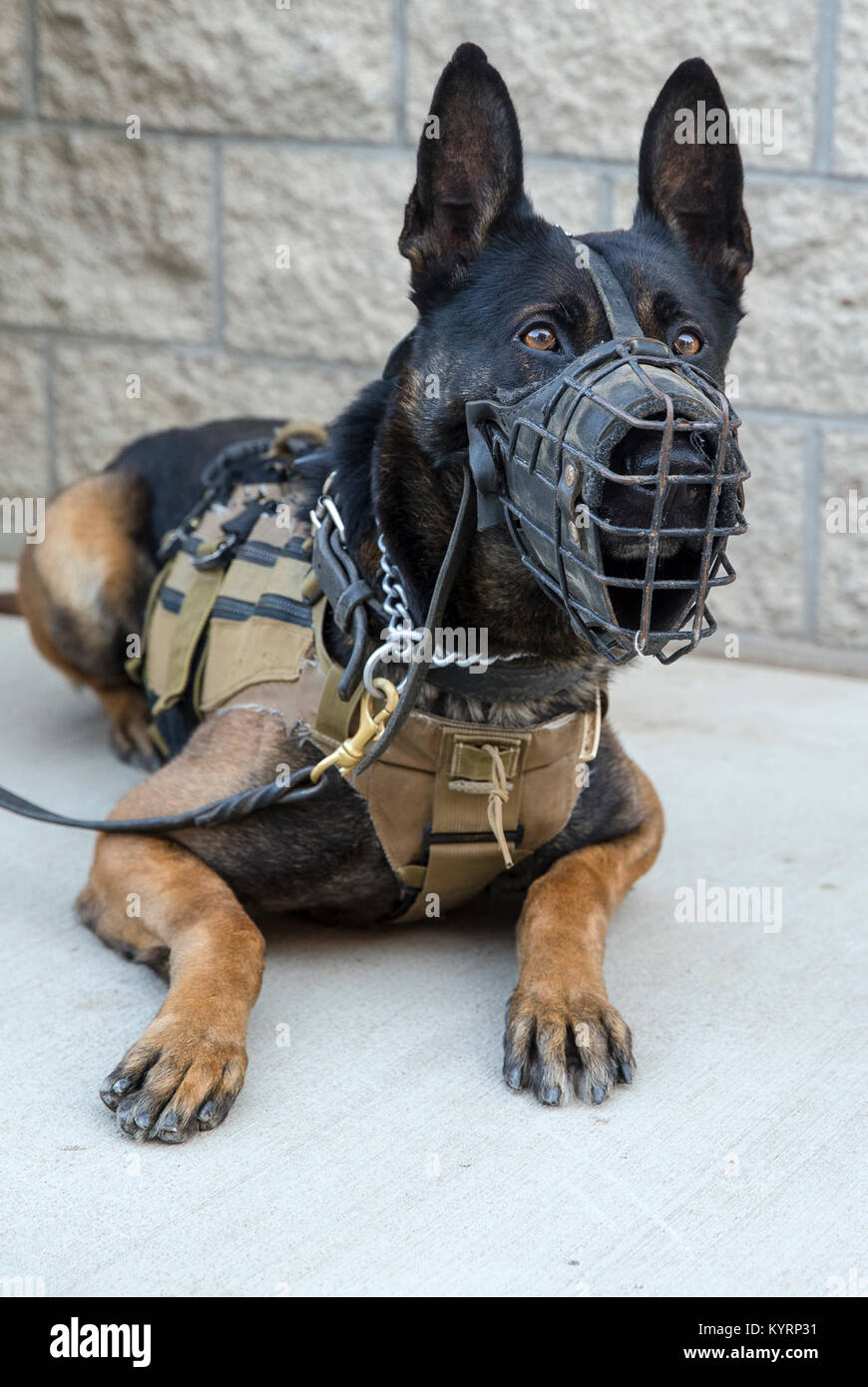 Sgt. Roy, a military working dog with 1st Marine Raider Battalion ...