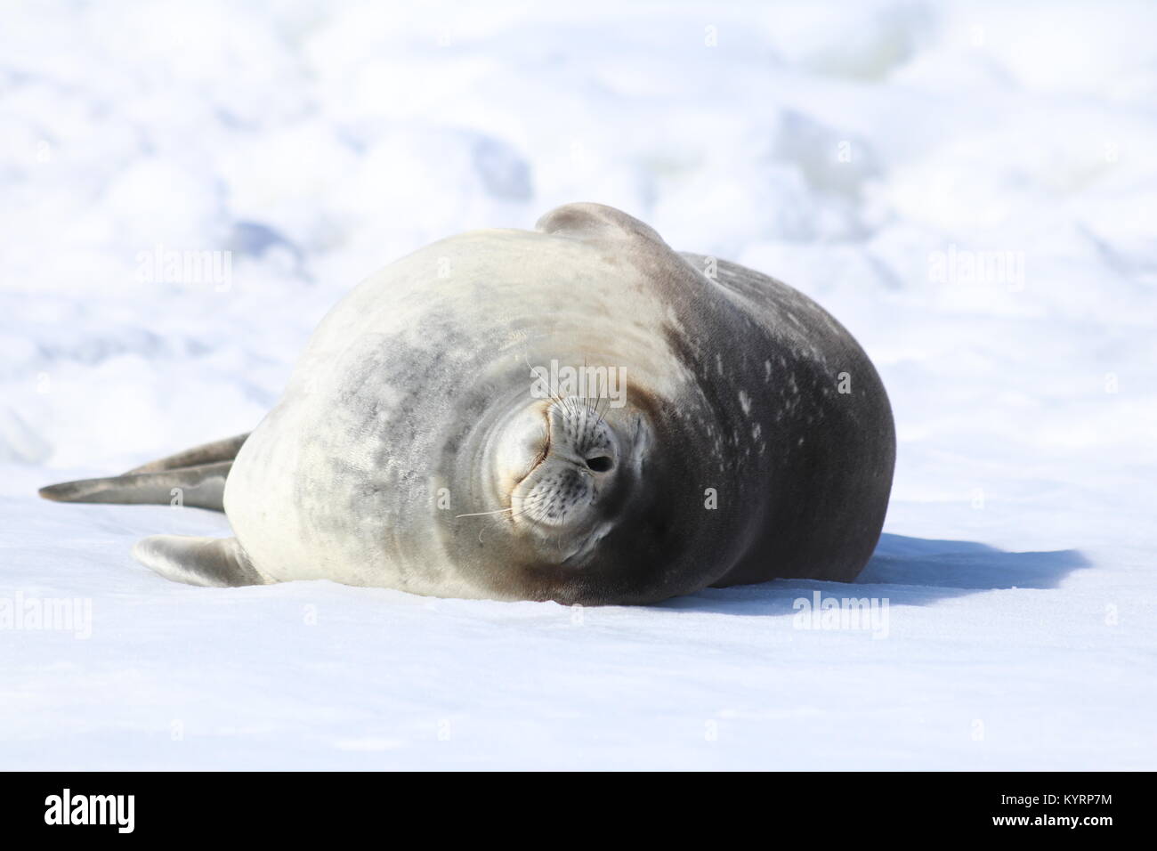 Weddell Seal in Antarctica Stock Photo - Alamy