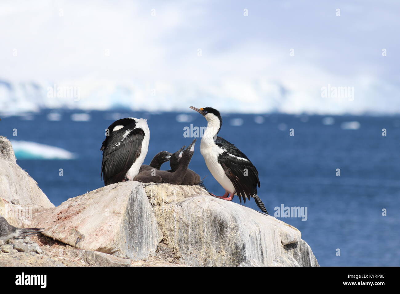 Weather in antarctica hi-res stock photography and images - Alamy