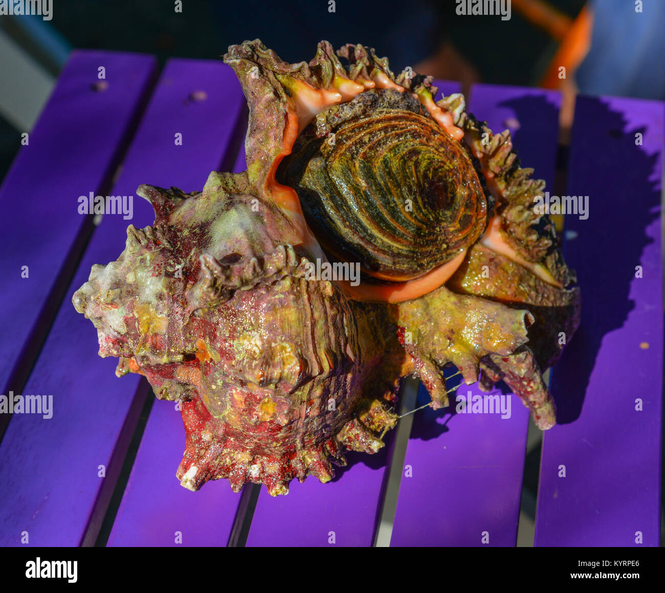 Tyrian purple snails hi-res stock photography and images - Alamy