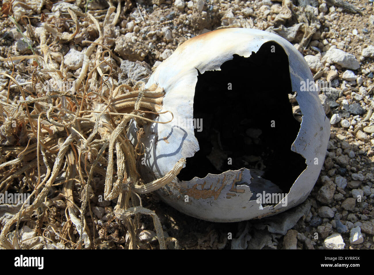 Rotten vegetable field hi-res stock photography and images - Alamy