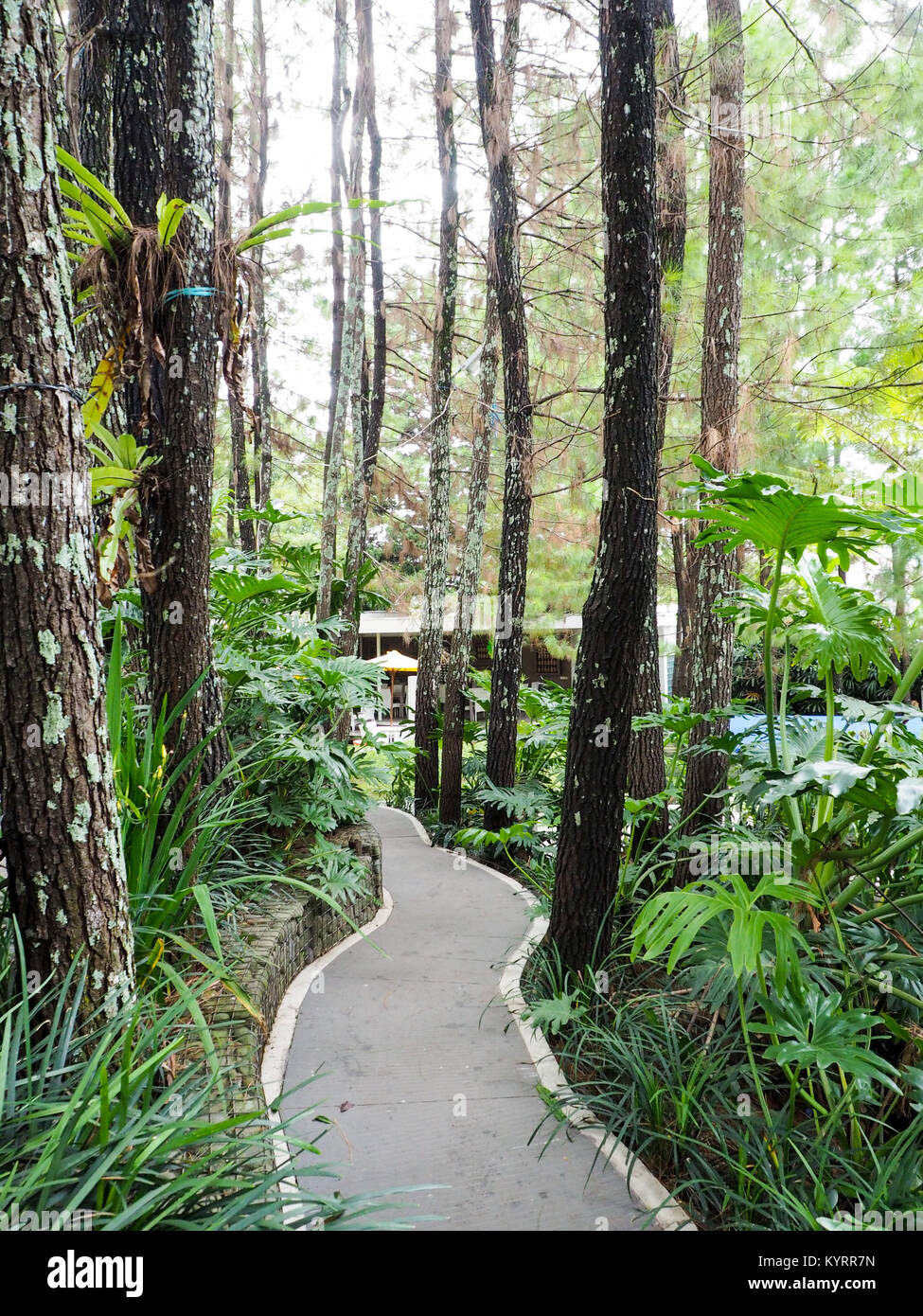 A path in the greenery Stock Photo - Alamy