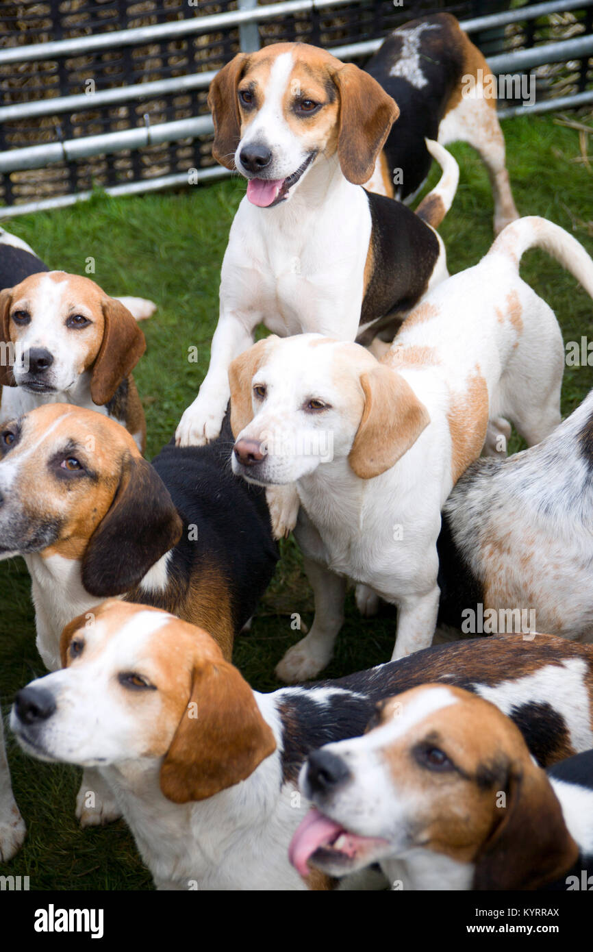 Hunting beagles hi-res stock photography and images - Alamy