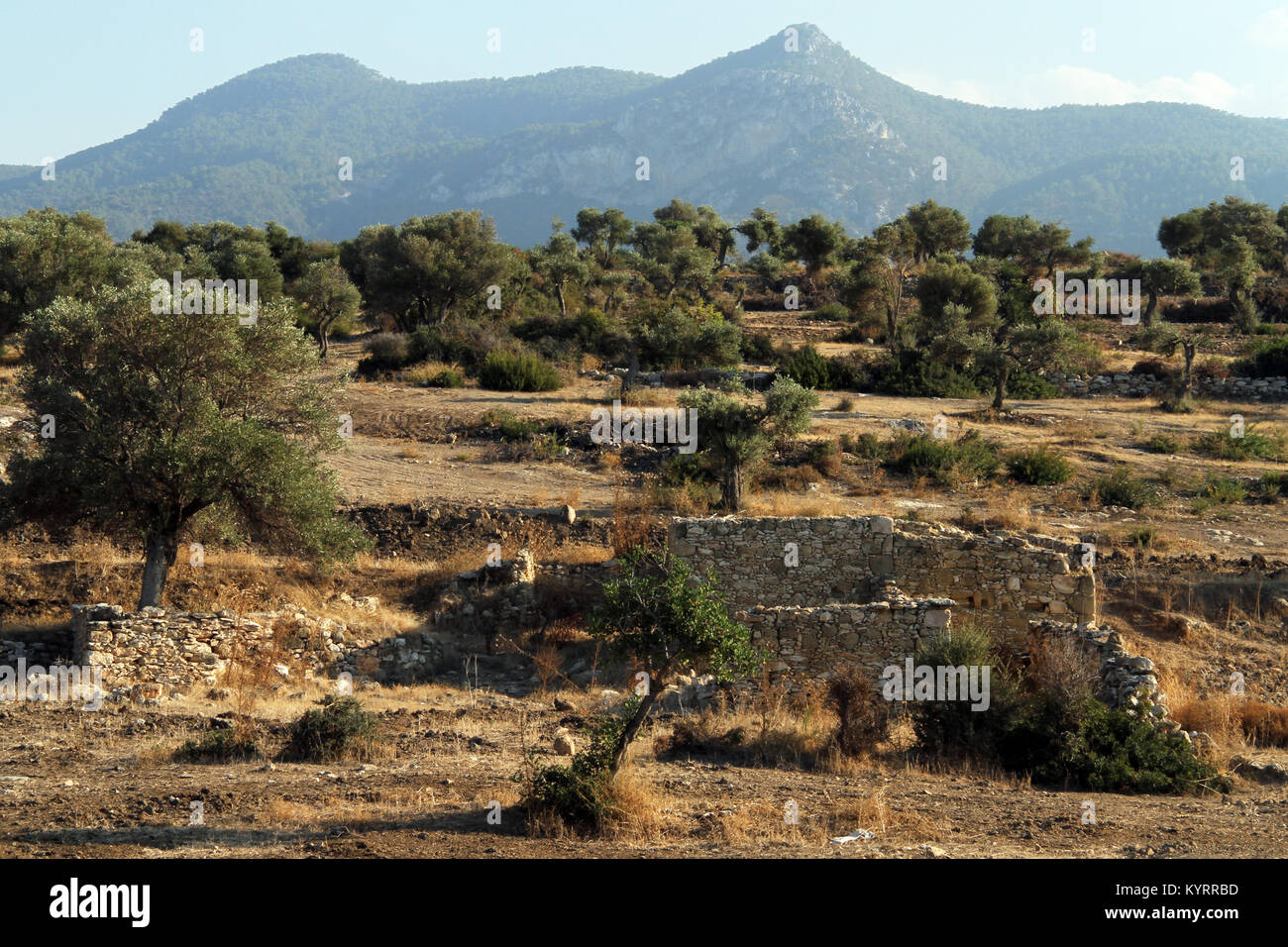 Old olive trees on the slope in North Cyprus Stock Photo - Alamy