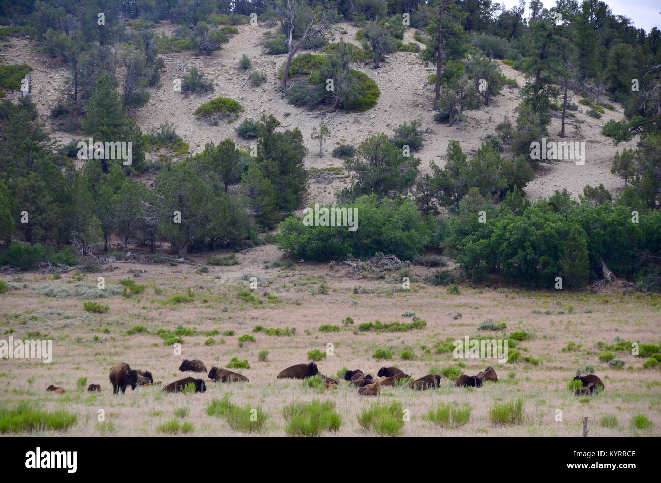 Dead buffalo field hi-res stock photography and images - Alamy