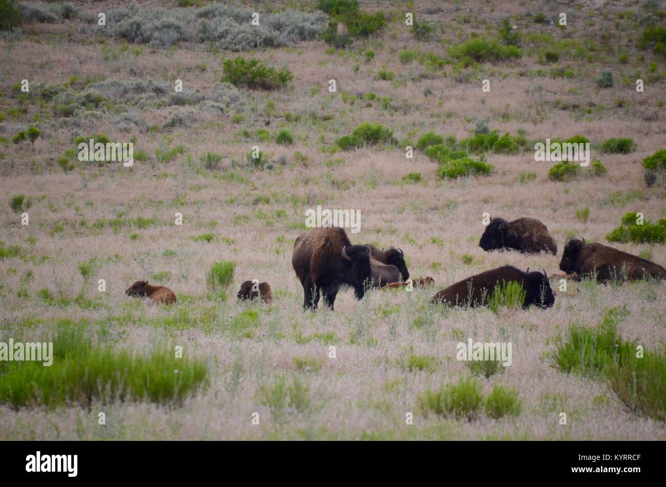 a field of american buffalo bison in utah USA Stock Photo - Alamy