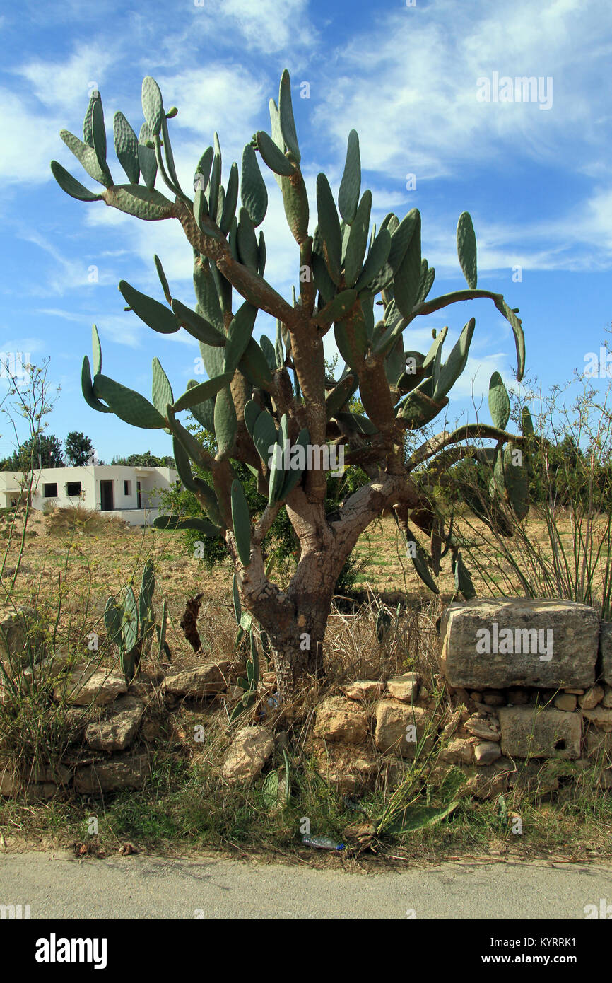 Old big cactus near the road in North Cyprus Stock Photo - Alamy