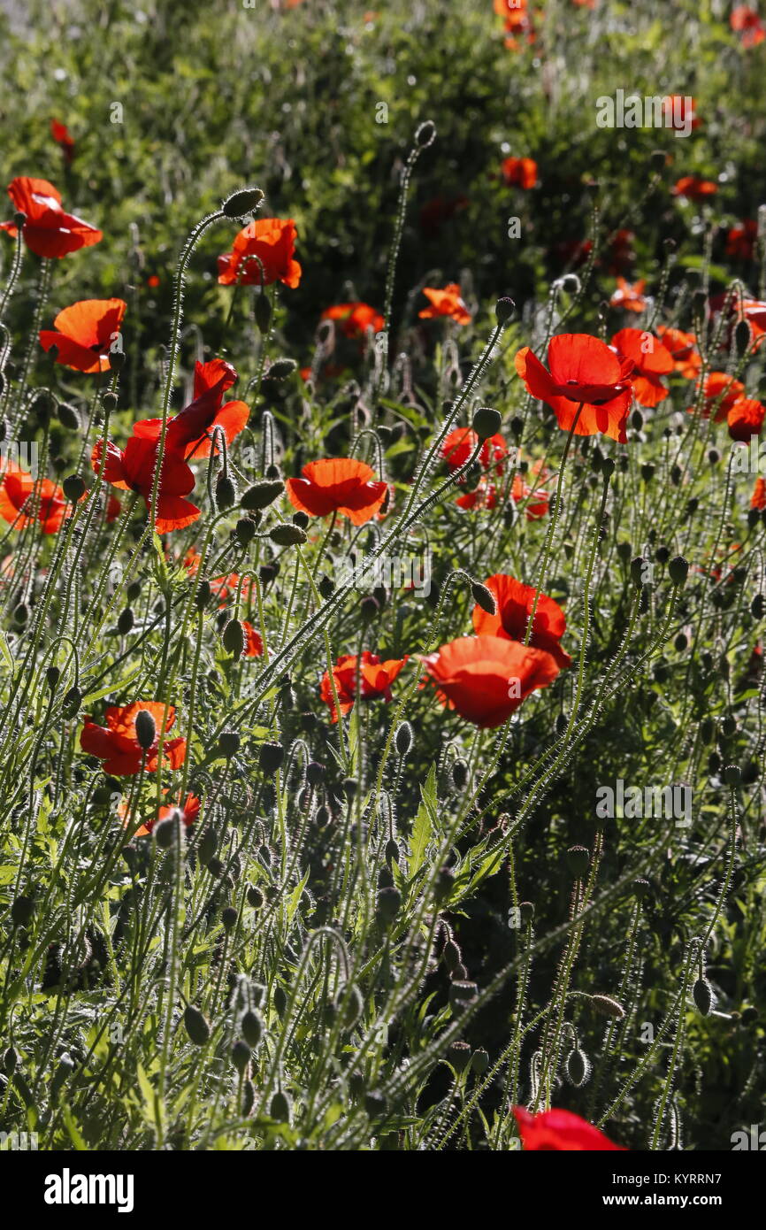 Medieval Masonry rose window tracery Stock Photo - Alamy