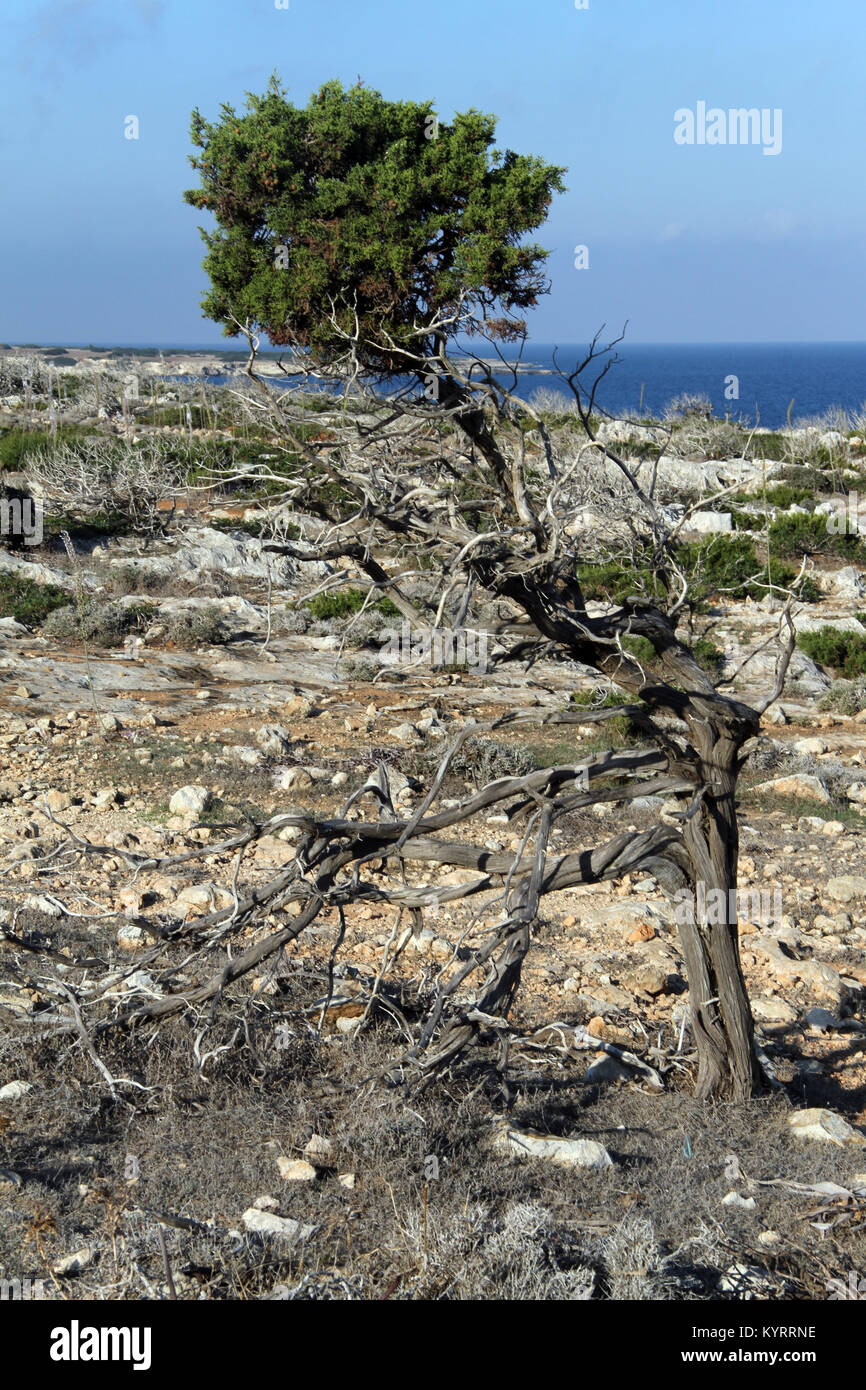 Karpas cyprus hi-res stock photography and images - Alamy